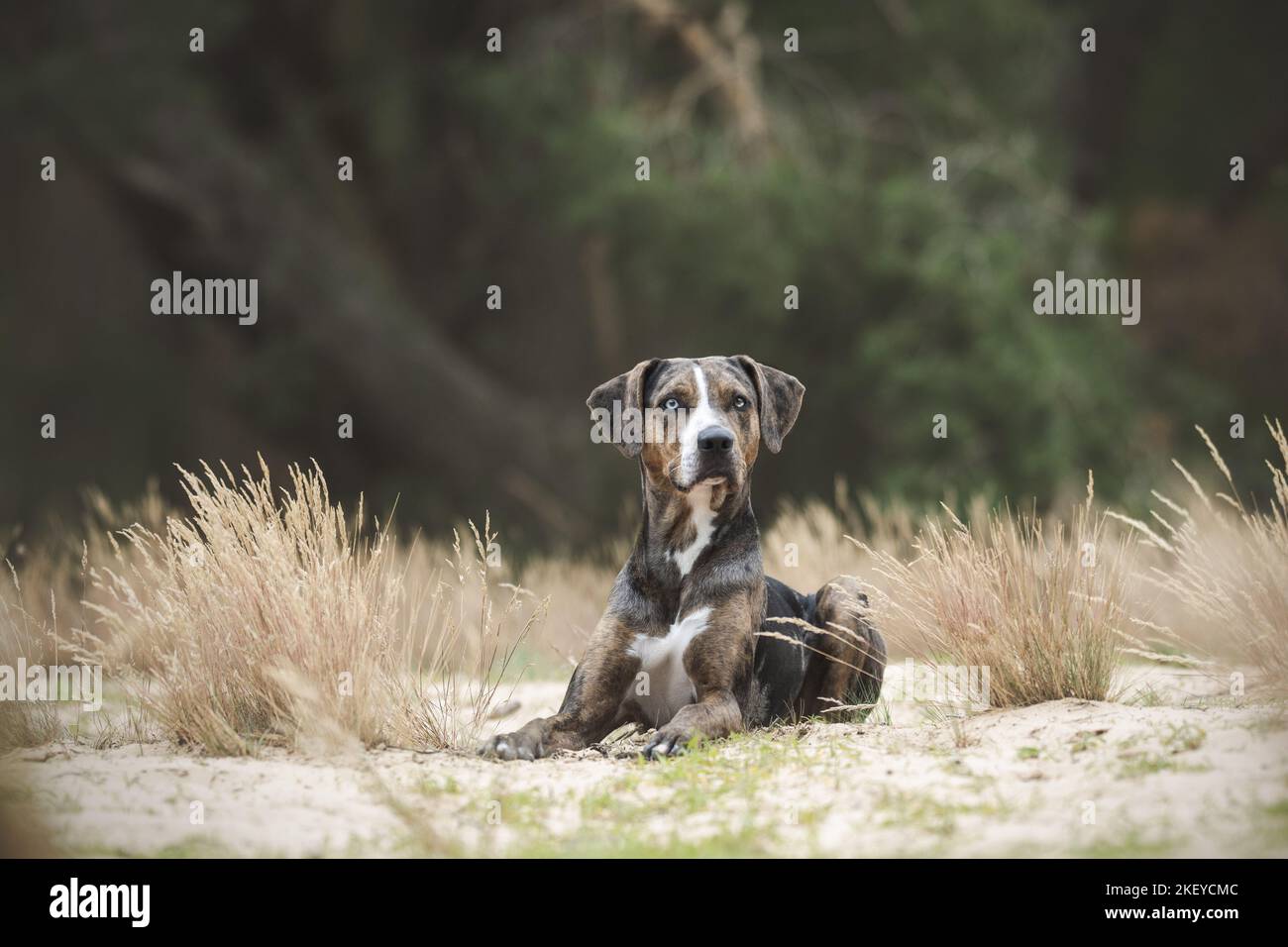 male Louisiana Catahoula Leopard Dog Stock Photo - Alamy
