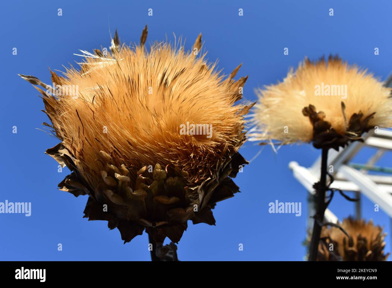 Pretty flower heads hi-res stock photography and images - Alamy