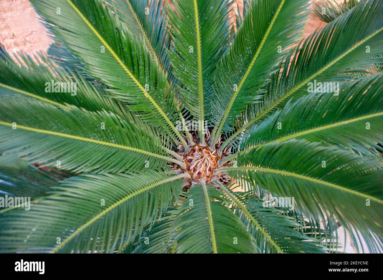 close up of palm tree leaves. Natural backgrounds Stock Photo - Alamy