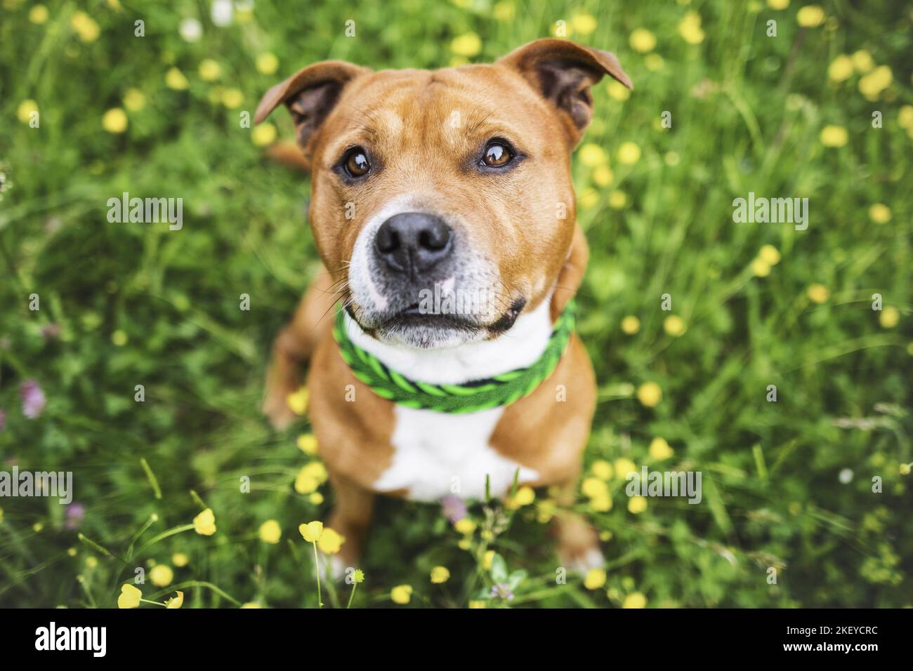 male Staffordshire Bull Terrier Stock Photo - Alamy
