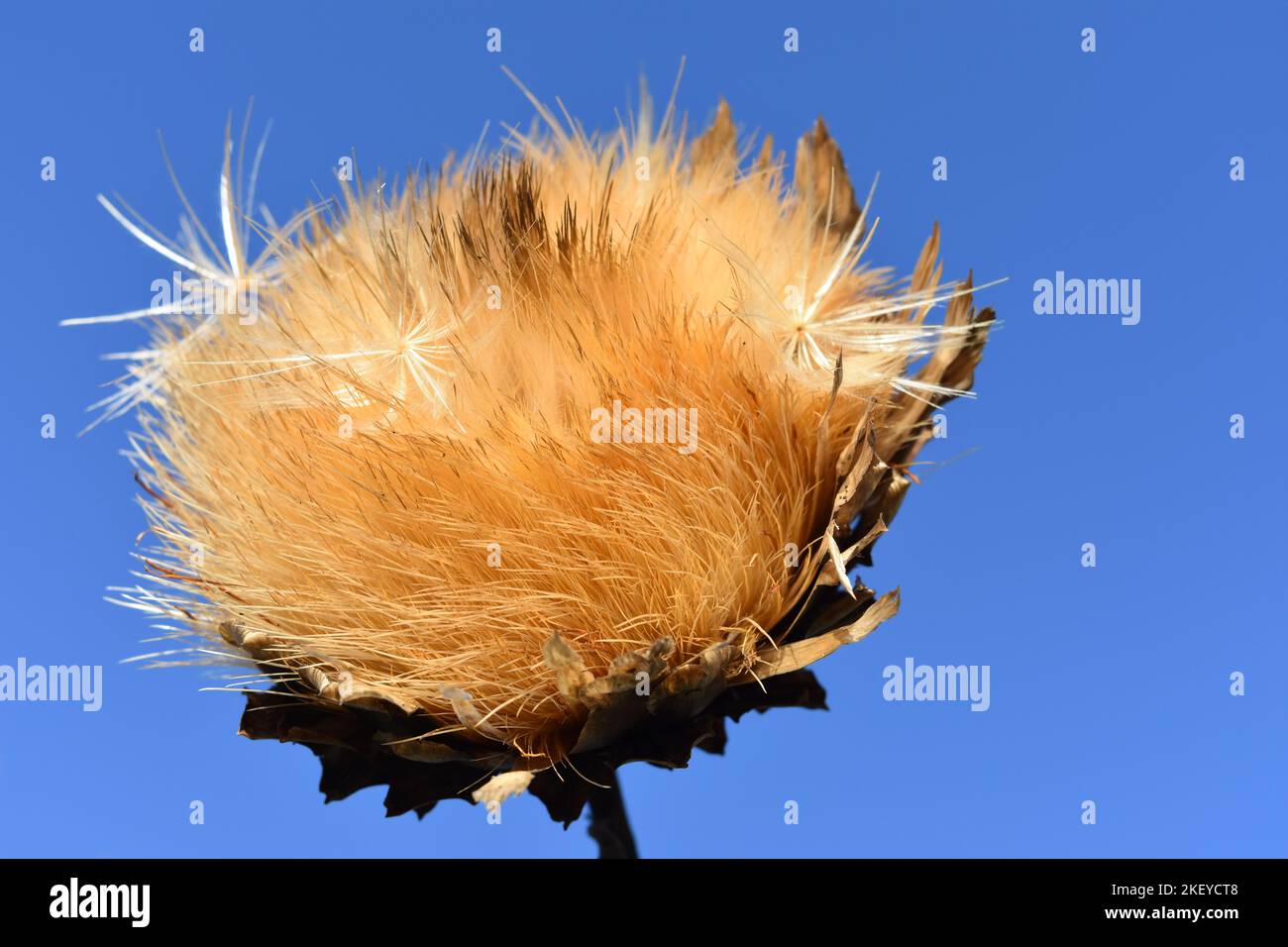 Fluffy flower heads hi-res stock photography and images - Alamy