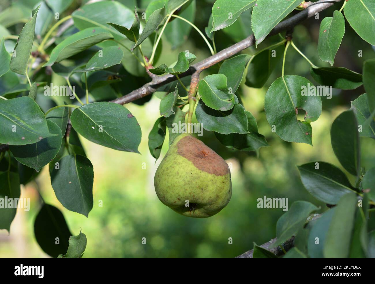 Rotten pear hi-res stock photography and images - Alamy