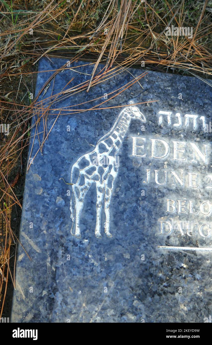 Los Angeles, California, USA 10th November 2022 Giraffe on Gravestone ...