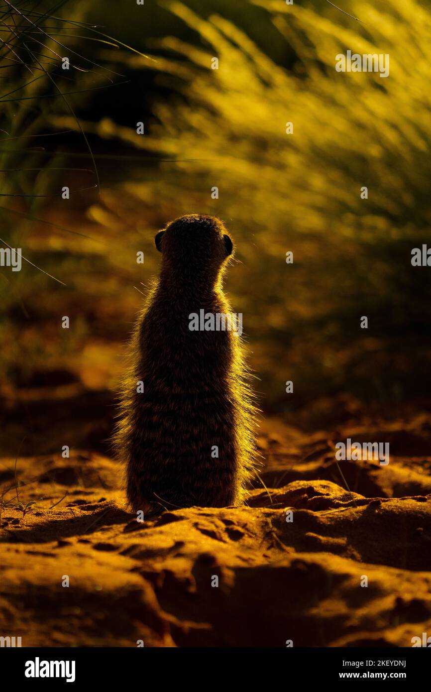 Meerkat guard (Suricata suricatta) silhouette of the animal's full body ...