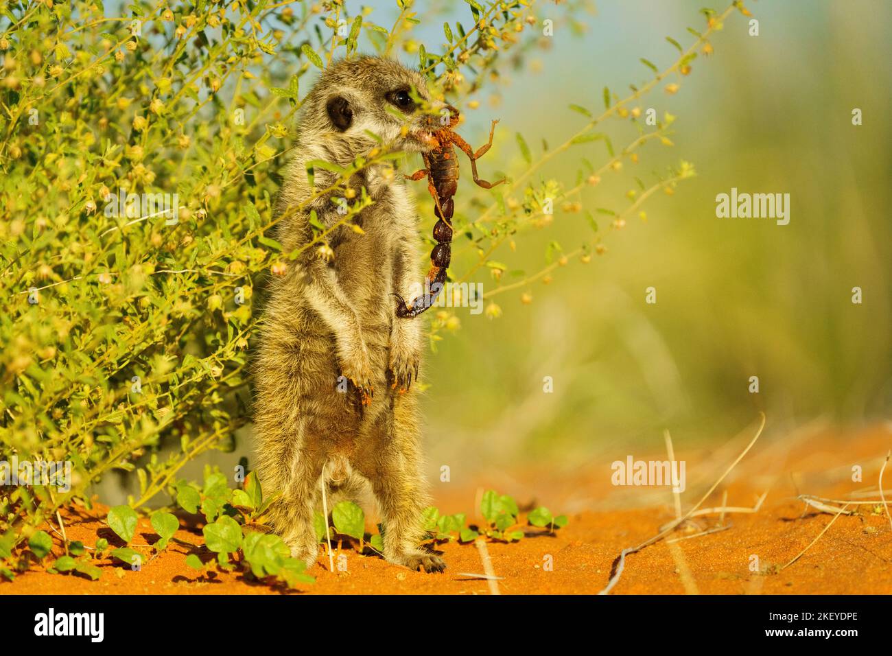 Meerkat baby (Suricata suricatta) stands upright eating a scorpion ...