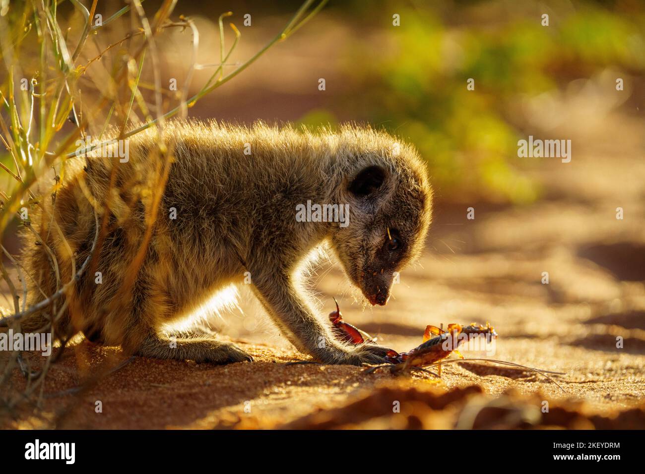 Meerkat baby (Suricata suricatta) hunting a scorpion to feed on ...