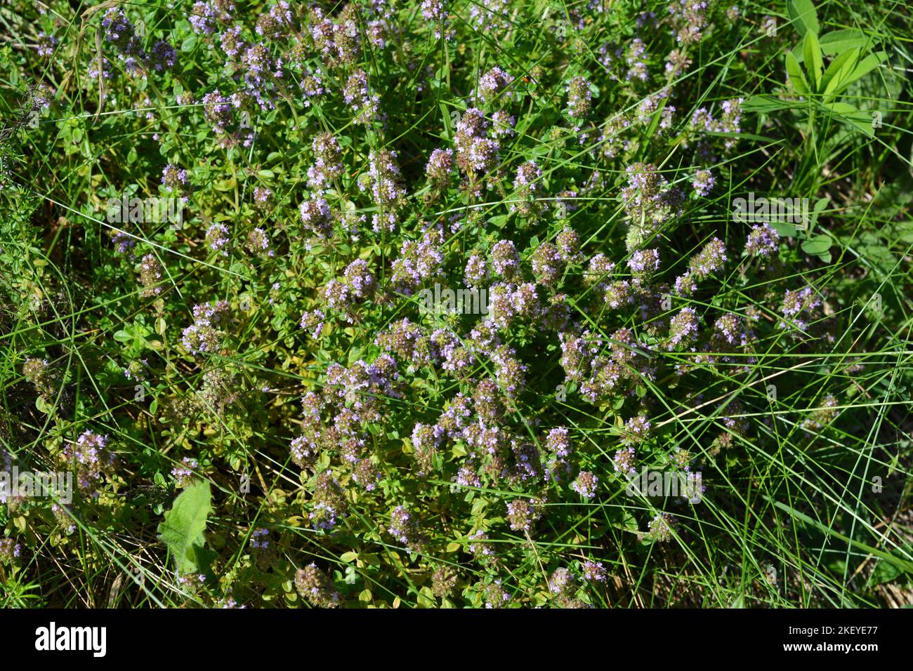 Thymus plant hi-res stock photography and images - Alamy
