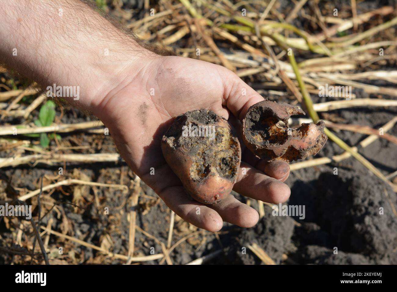 White grubs eating potatoes. Farmer hold in hand potatos damaged by a ...