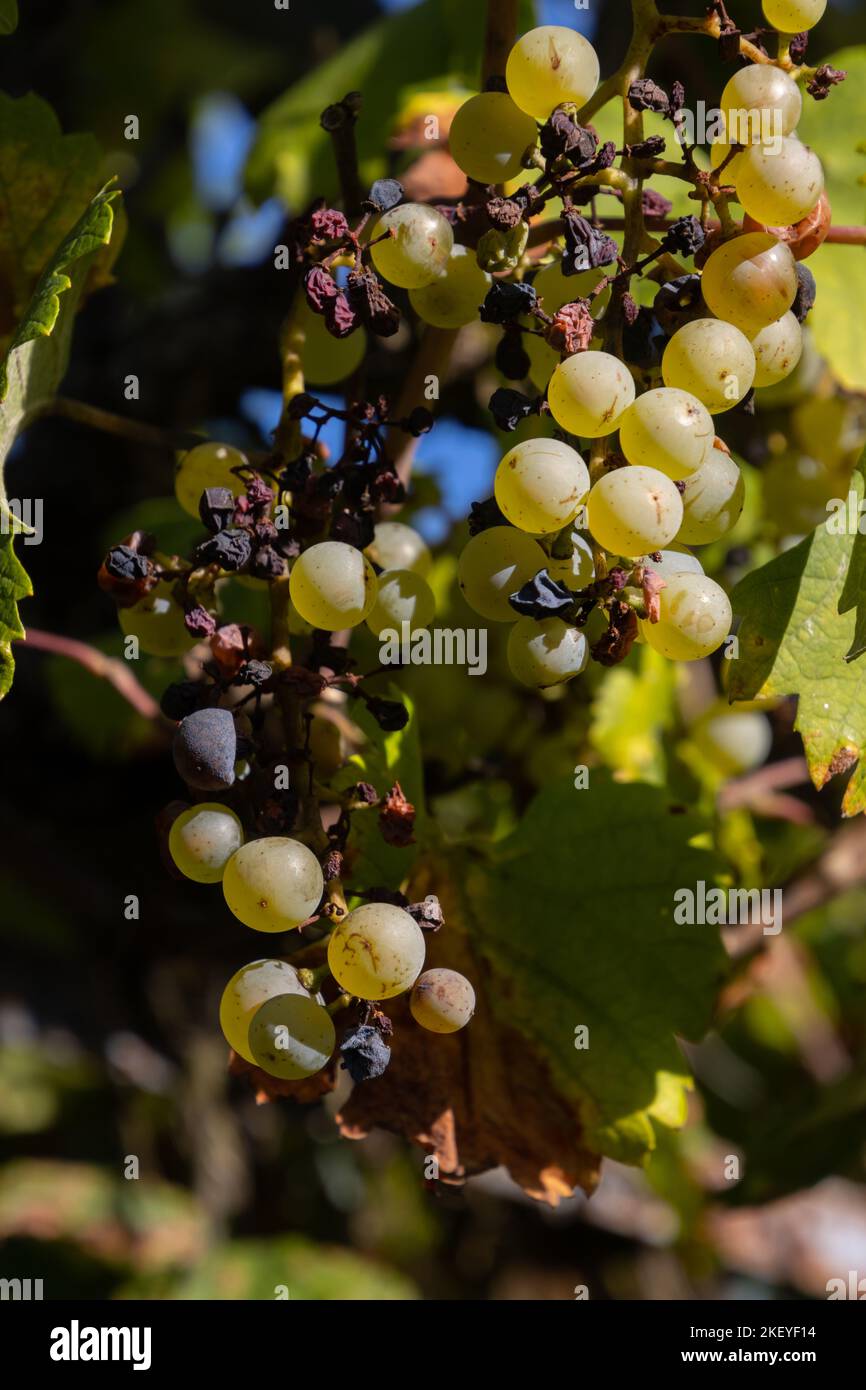 Dry grapes due to lack of rain during a drought Stock Photo - Alamy