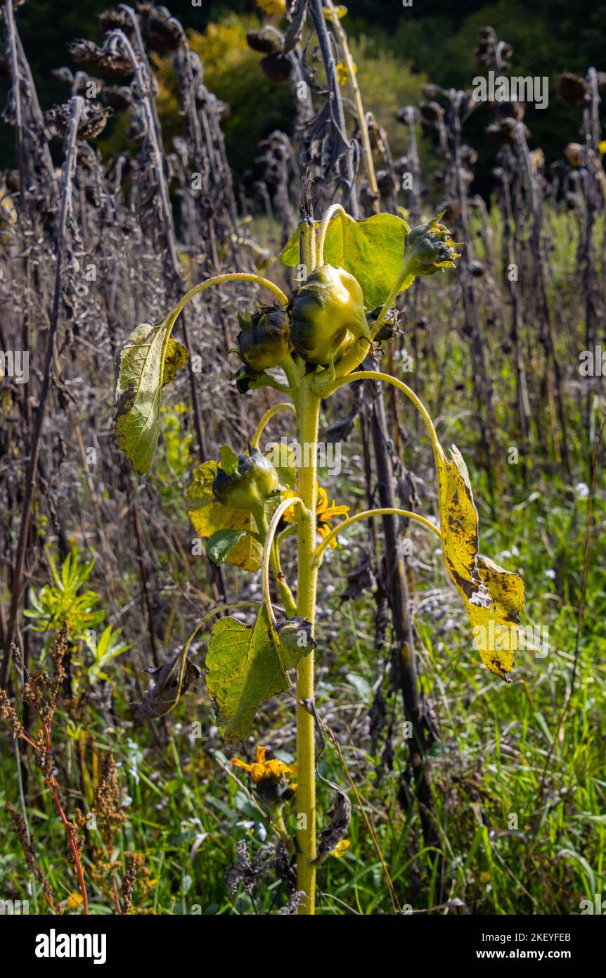 Mutated sunflower in a dry wilted sunflower field Stock Photo - Alamy