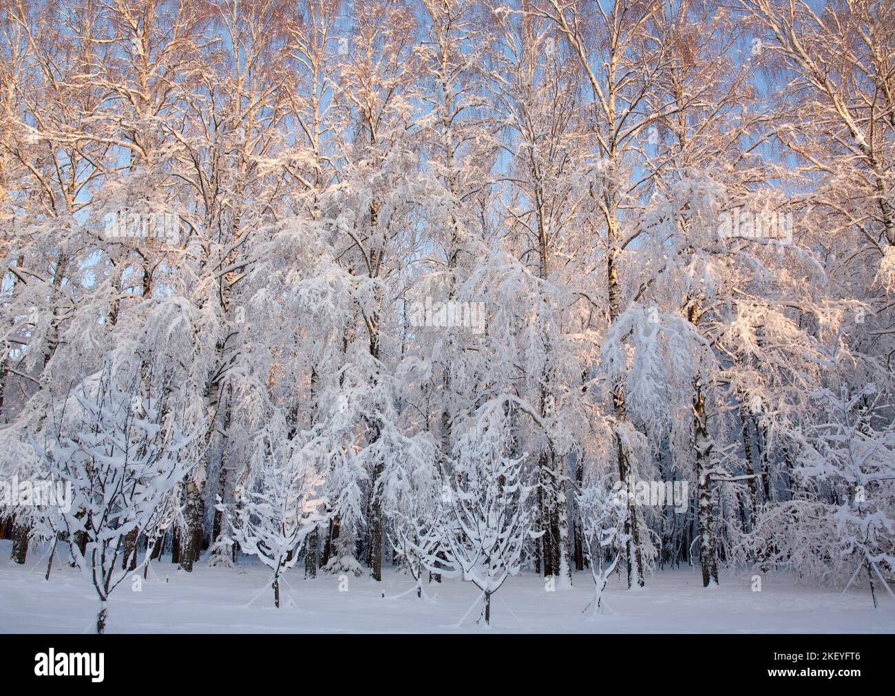 Winter trees against the blue sky in the rays of the setting sun Stock ...