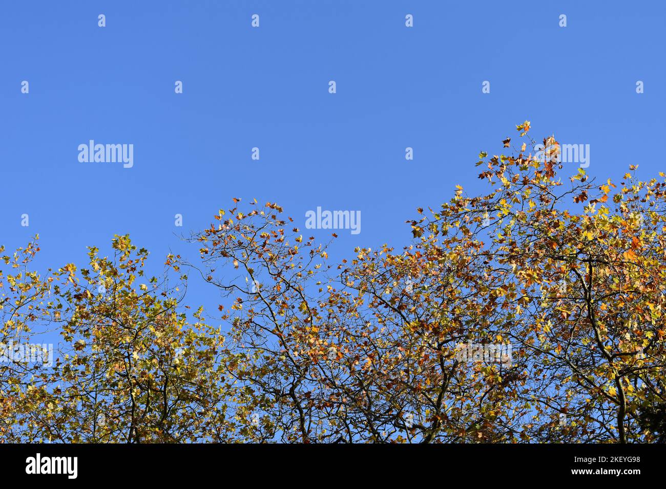 Sculptural trees hi-res stock photography and images - Alamy