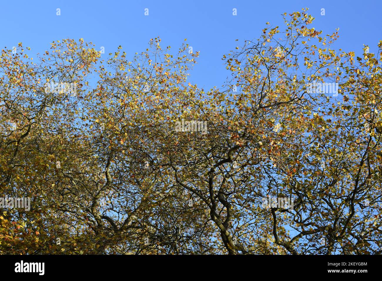 Sculptural trees hi-res stock photography and images - Alamy