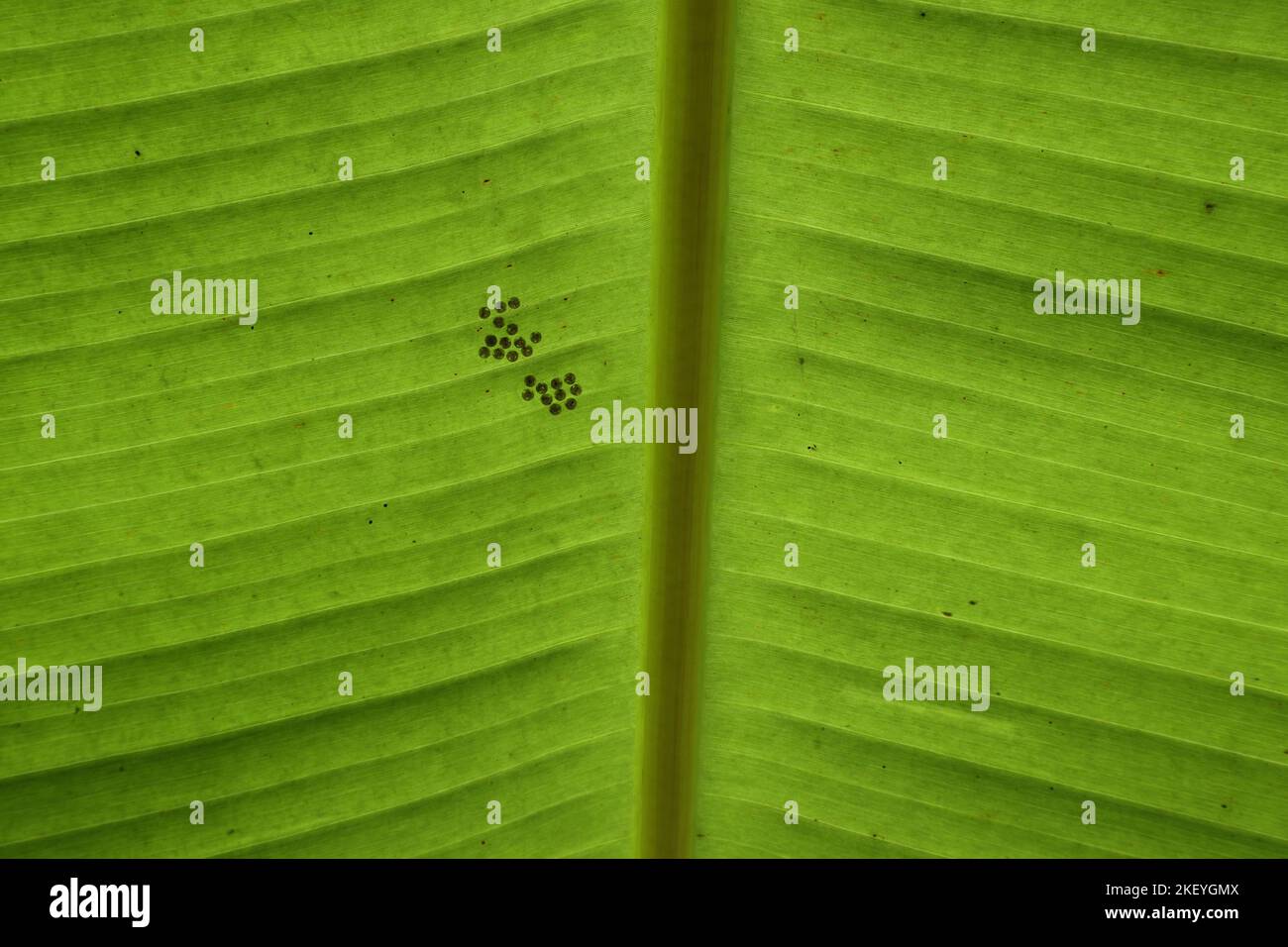 Insect eggs on underside of a Banana leaf as the clusters. Ventral view ...
