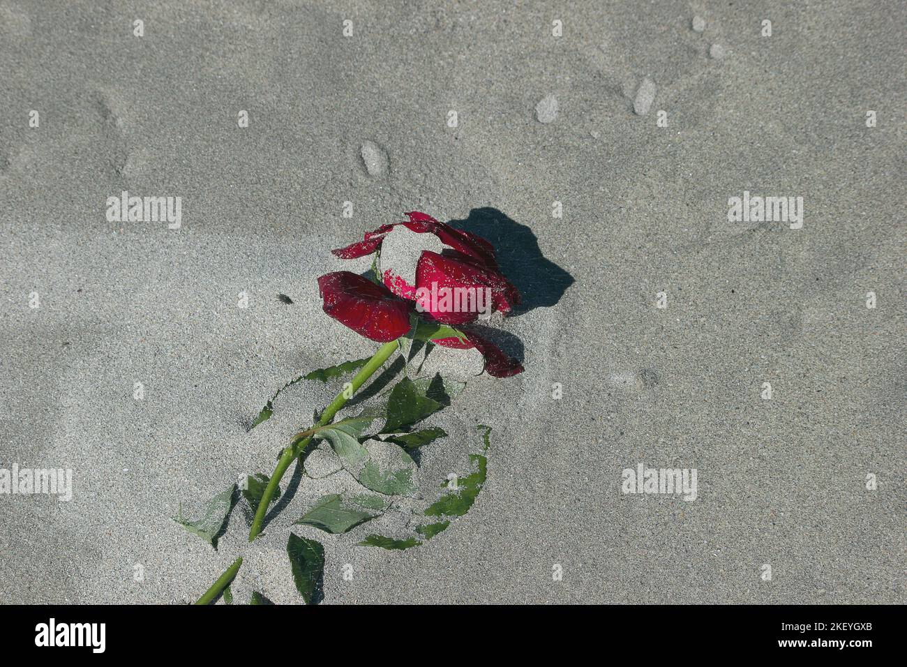 Withered red rose with longish stem lying deserted, abandoned on beach ...
