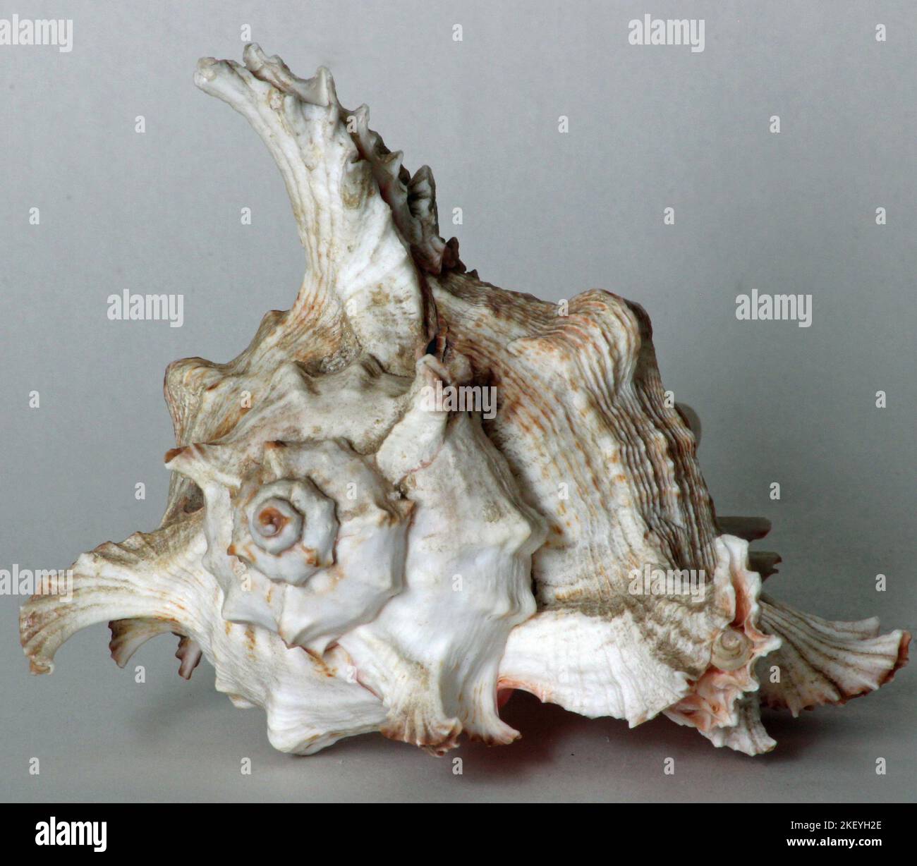 Color image of isolated giant murex sea shell, chicoreus ramosus Stock Photo - Alamy