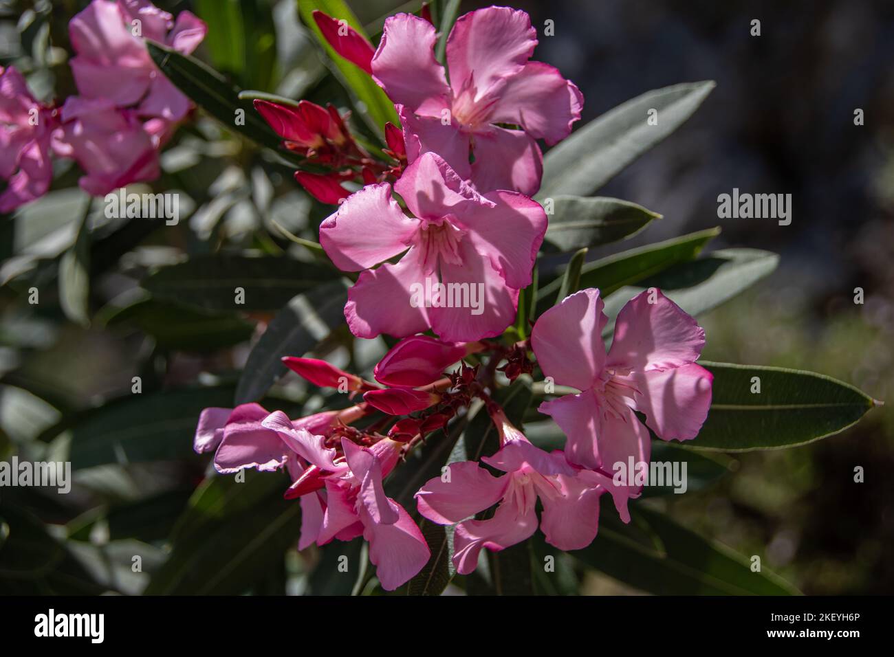 The closeup of a blooming oleander plant Stock Photo - Alamy