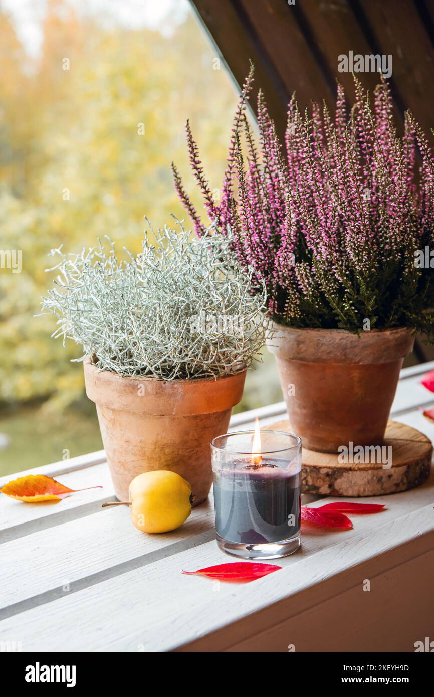 Silver flowers in autumn hi-res stock photography and images - Alamy