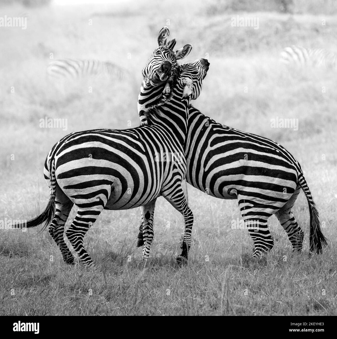 The striped animals look stunning and almost entangled in this shot ...