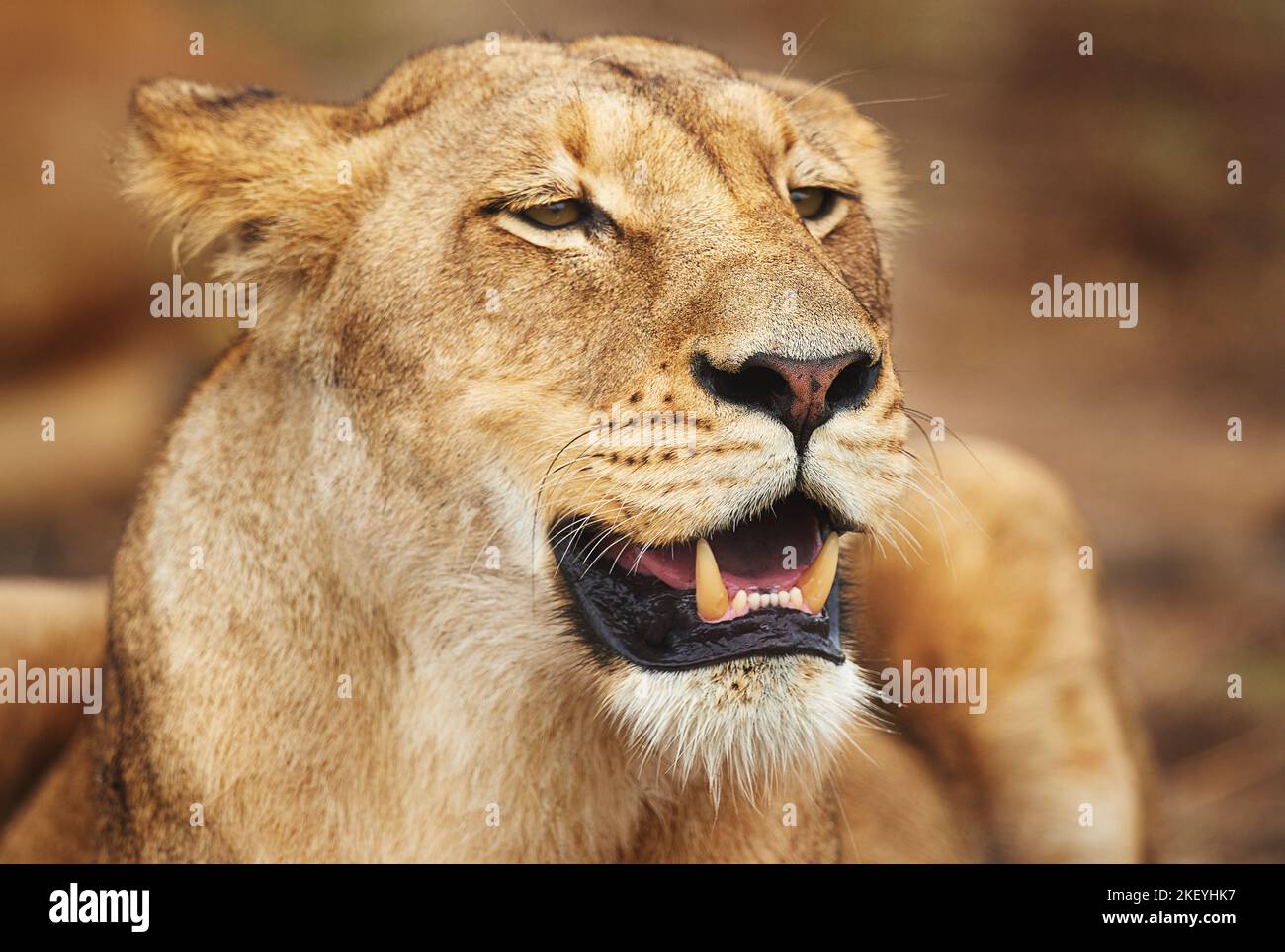 Gathering her strength for the next hunt. a lioness on the plains of ...