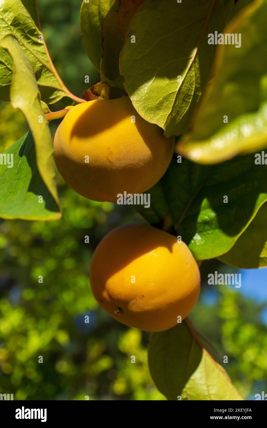 Persimmon branches hi-res stock photography and images - Alamy