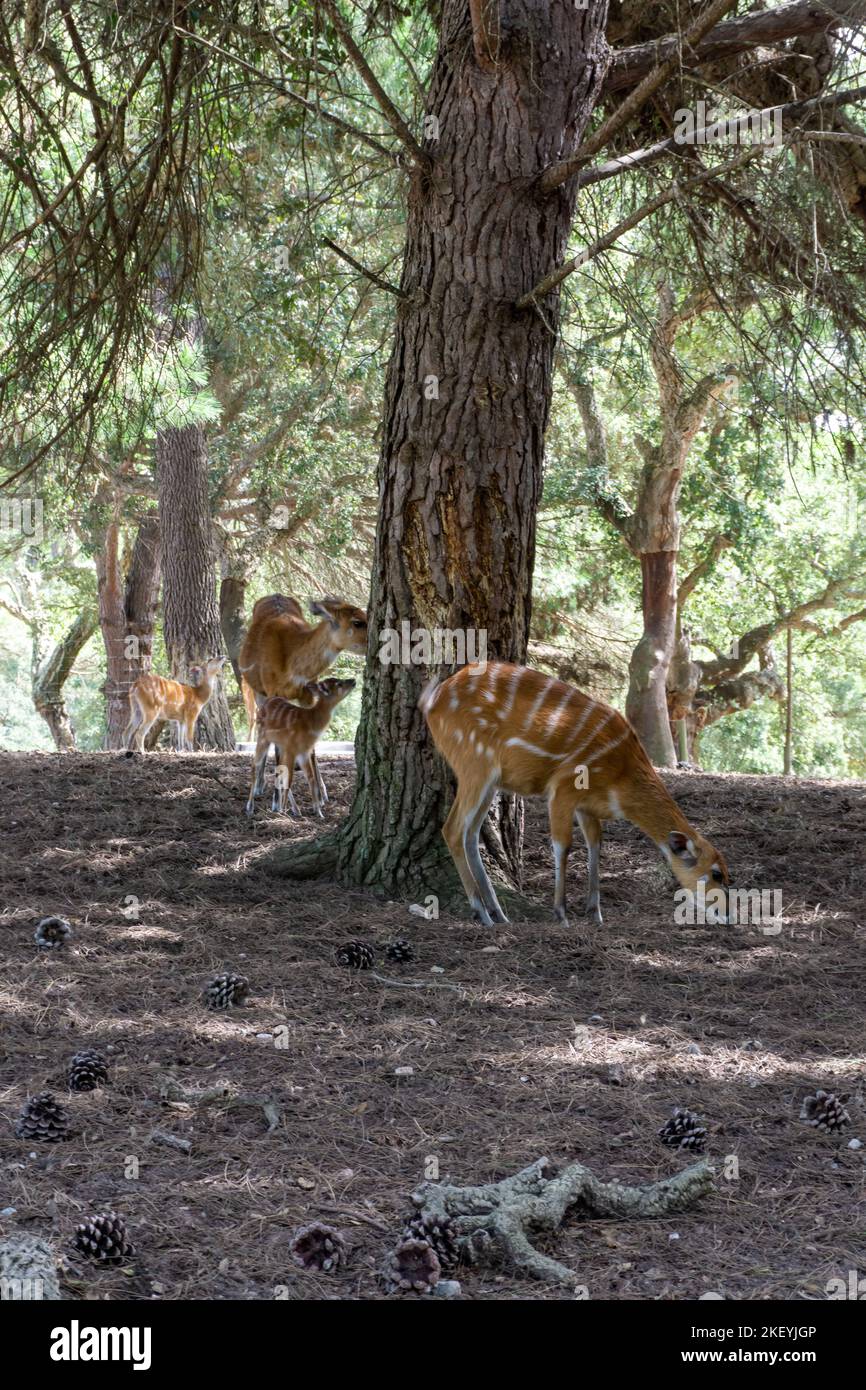 Female antelopes hi-res stock photography and images - Alamy
