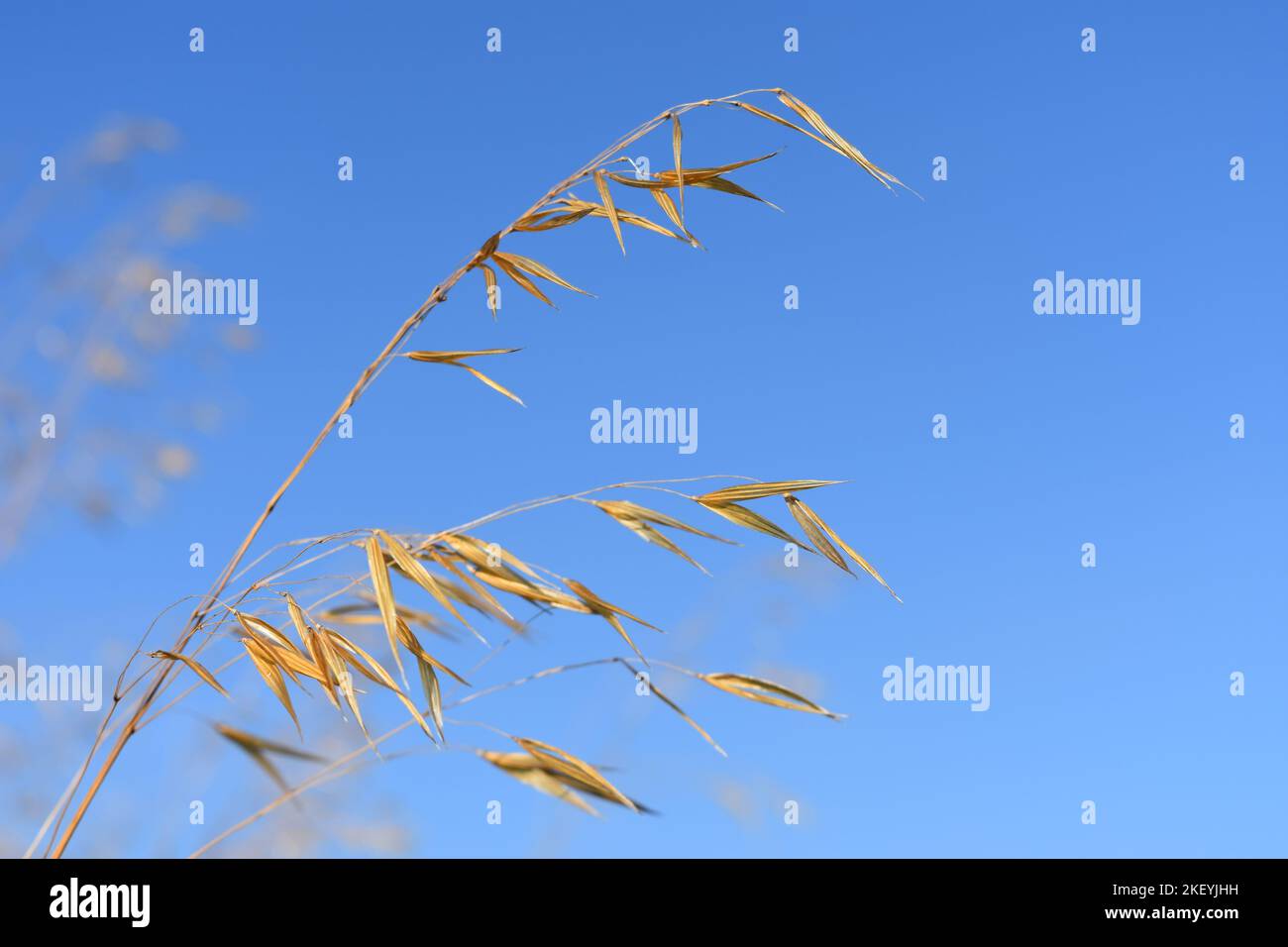 Golden grass hi-res stock photography and images - Alamy