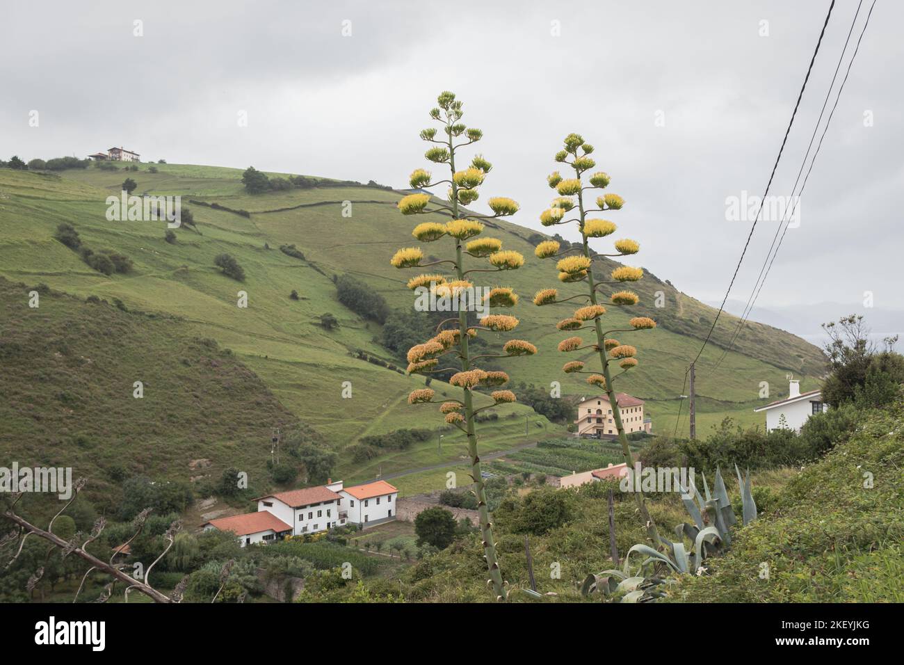 Agava (aka sentry plant, century plant, maguey or American aloe) in ...