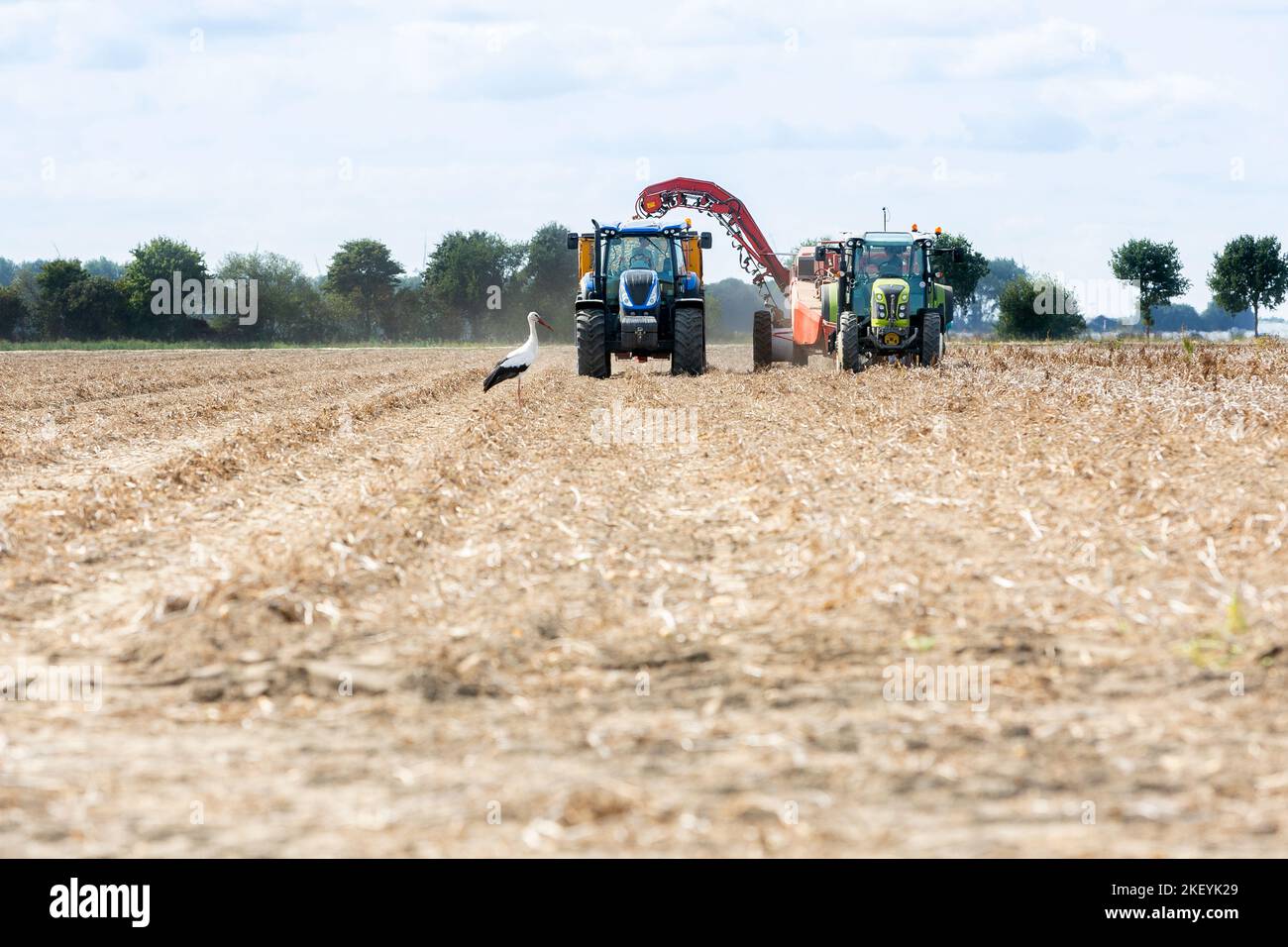 Stork watching over land as farmer is harvesting potatoes Stock Photo ...