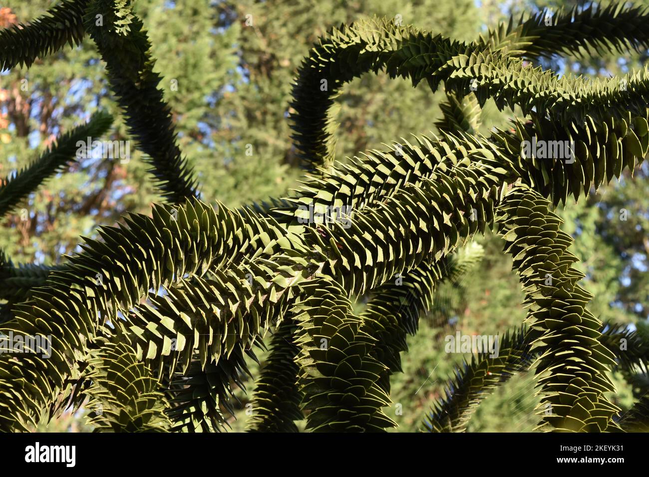 Monkey Puzzle Tree Stock Photo Alamy monkey-puzzle-tree-stock-photo-alamy