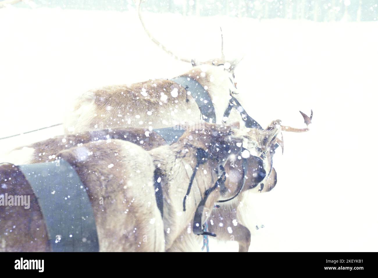 Santa's reindeer with strong snowfall run. rear view from the sleigh ...