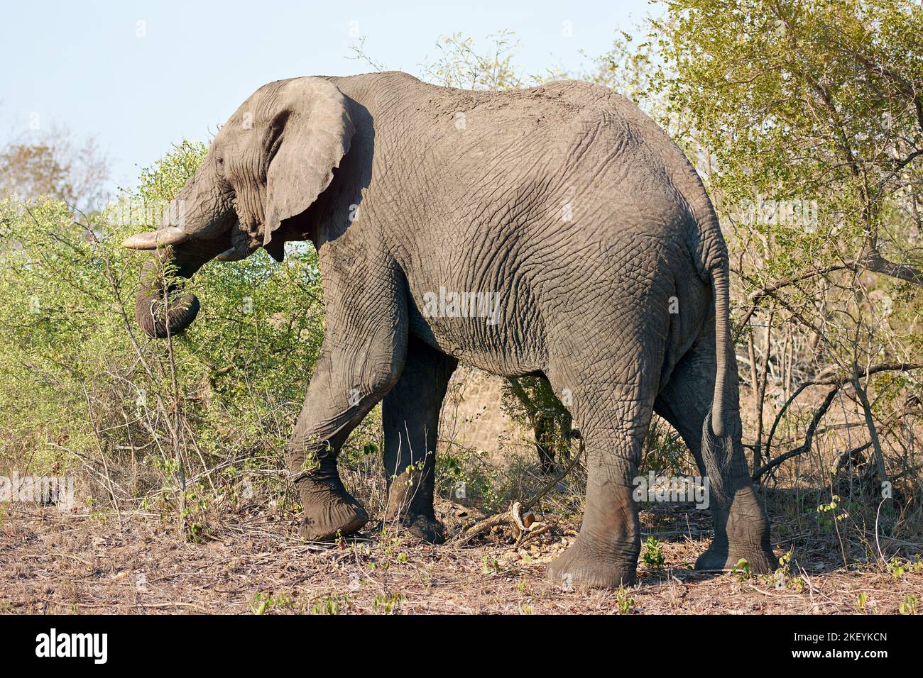 Enjoying an afternoon snack. Full length shot of an elephant in the ...