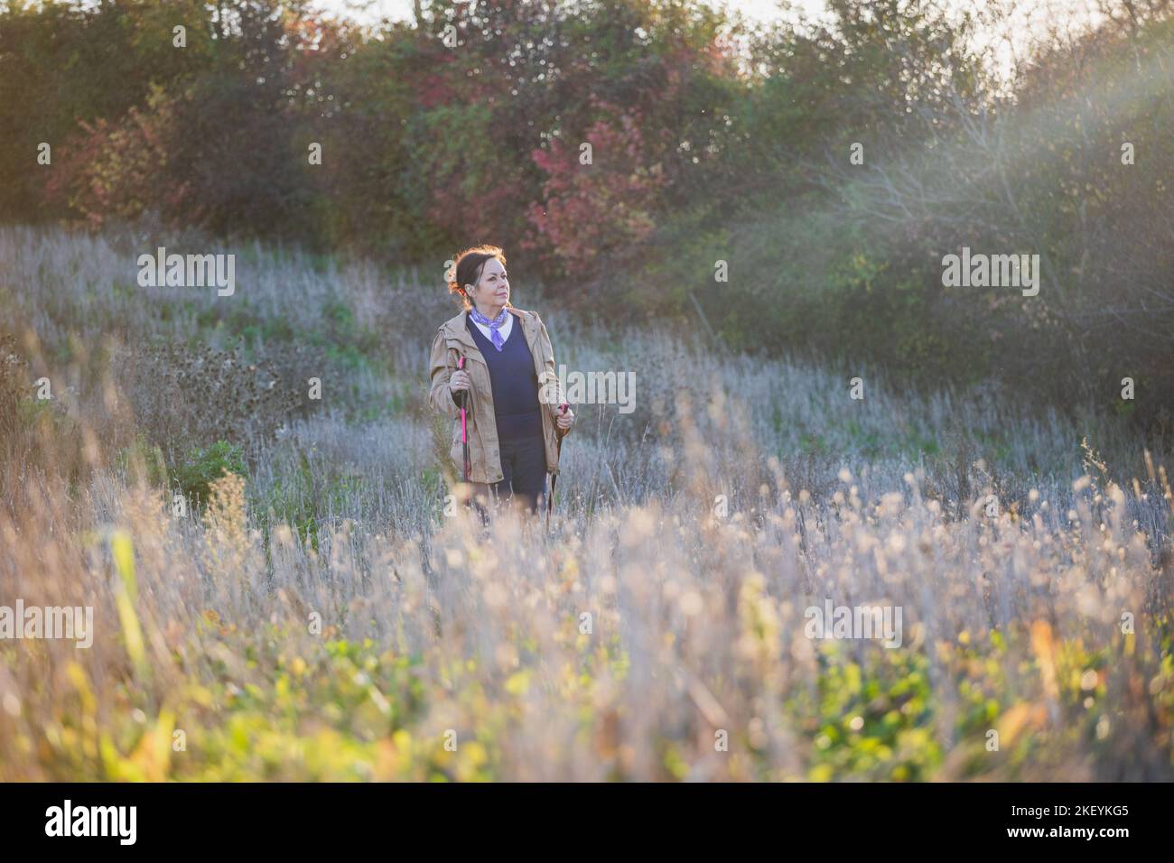 Elder lady nordic walk through countryside fields and dry grass Stock ...