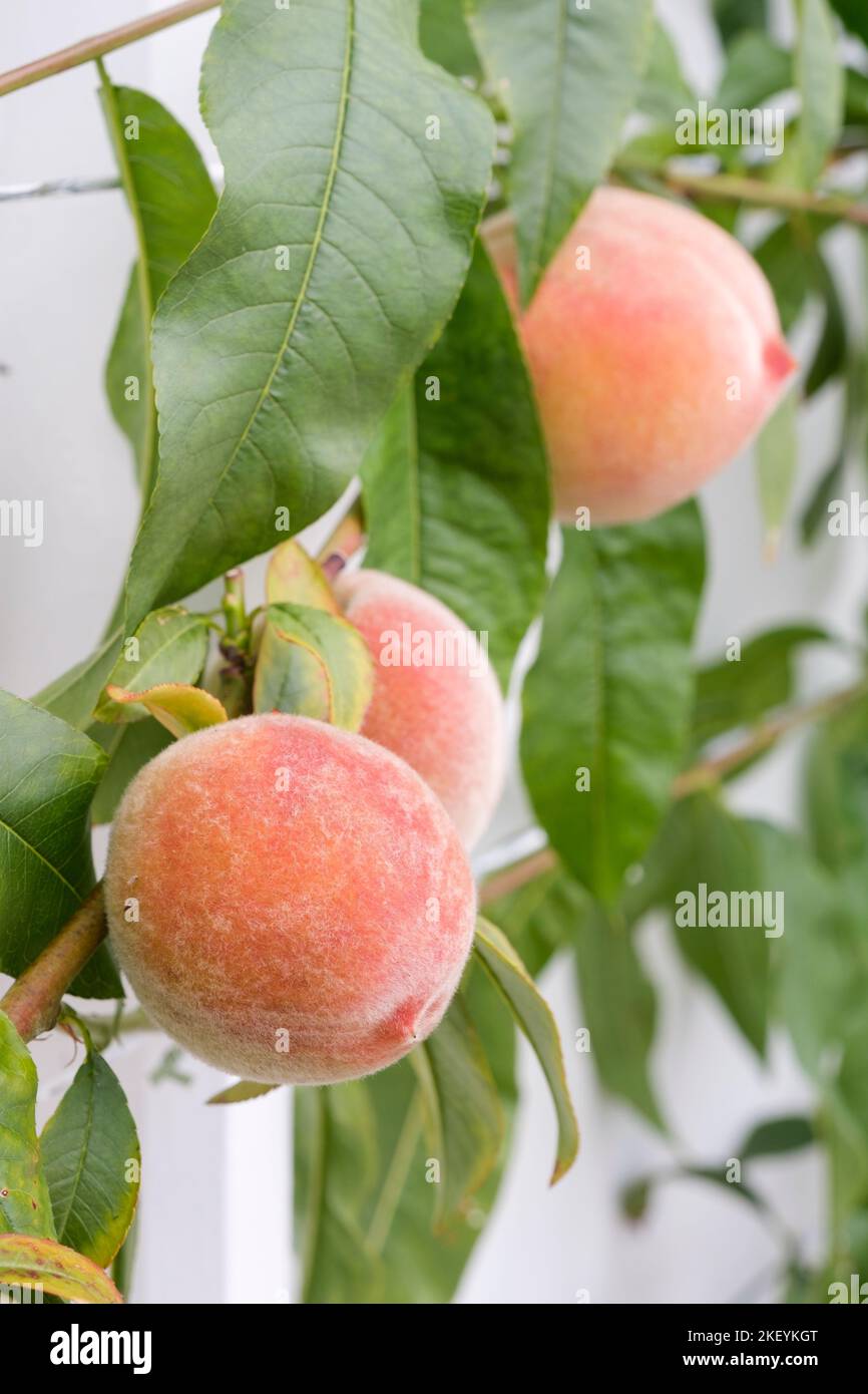 Growing hi-res stock photography and images - Alamy