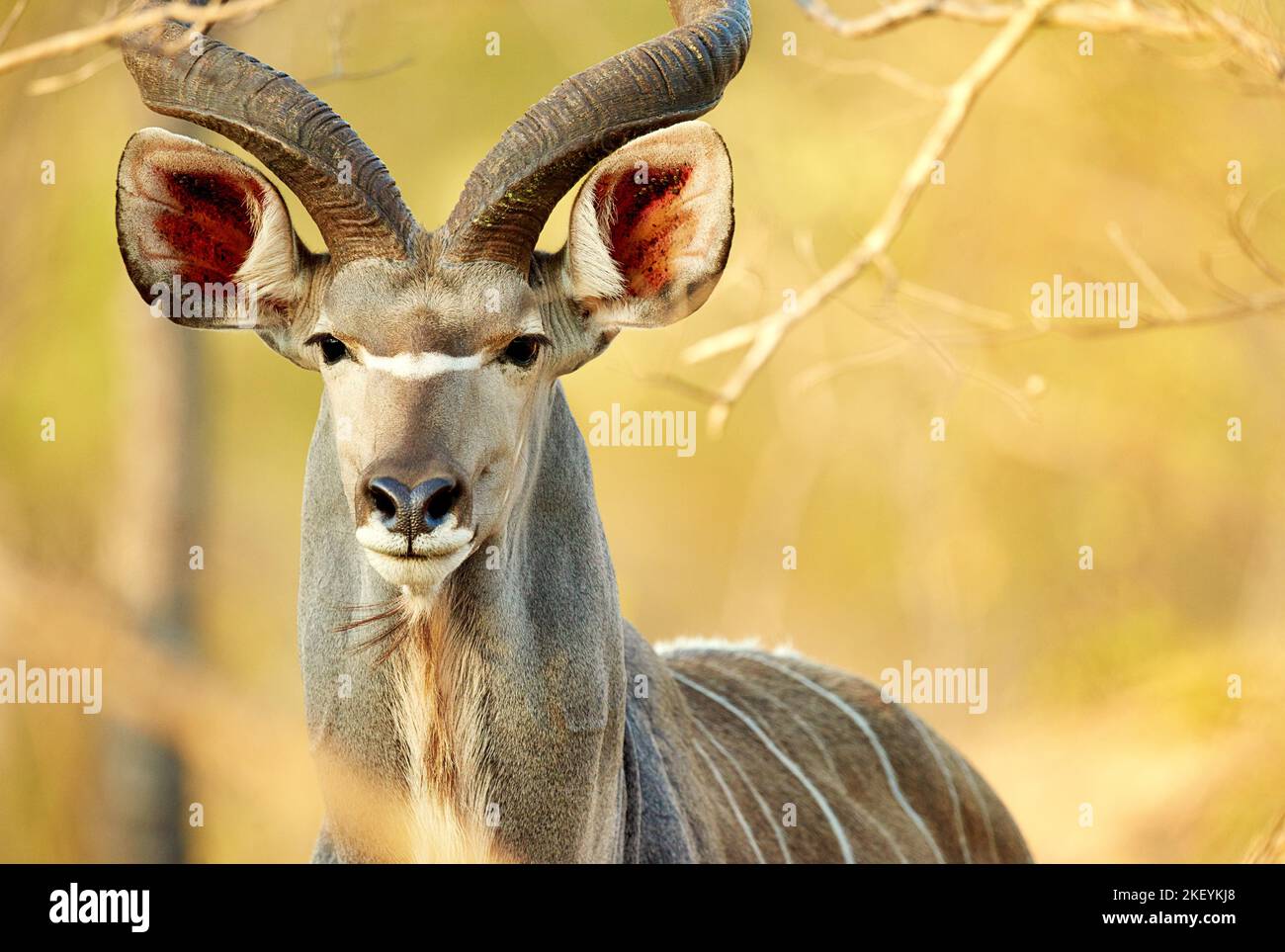 I like big bucks and I cannot lie. a male kudu on the plains of Africa ...