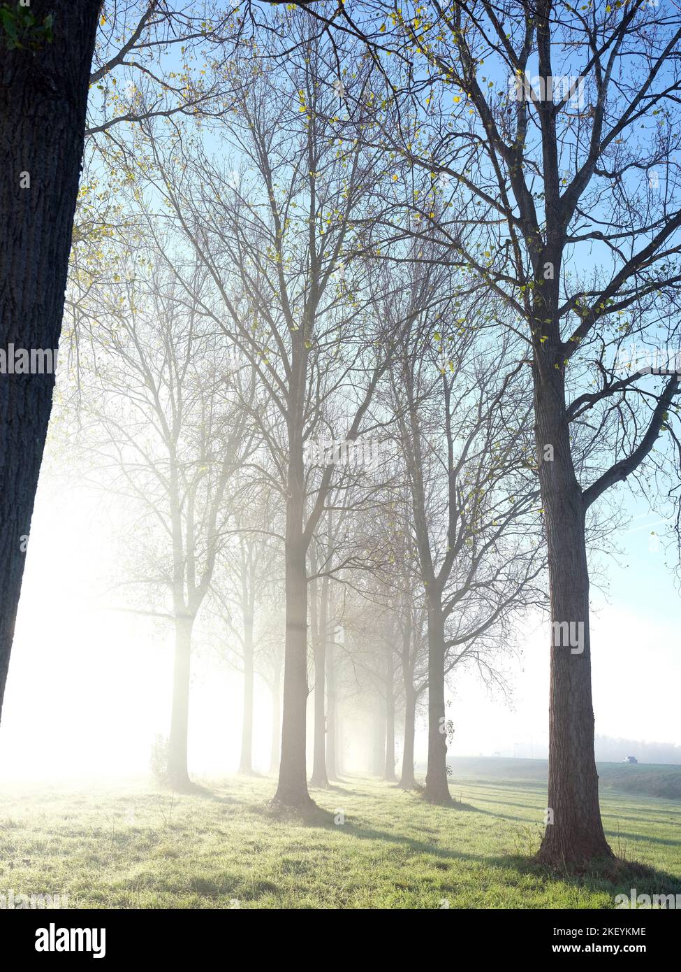 trees in morning mist on artificial island of flevoland in the ...