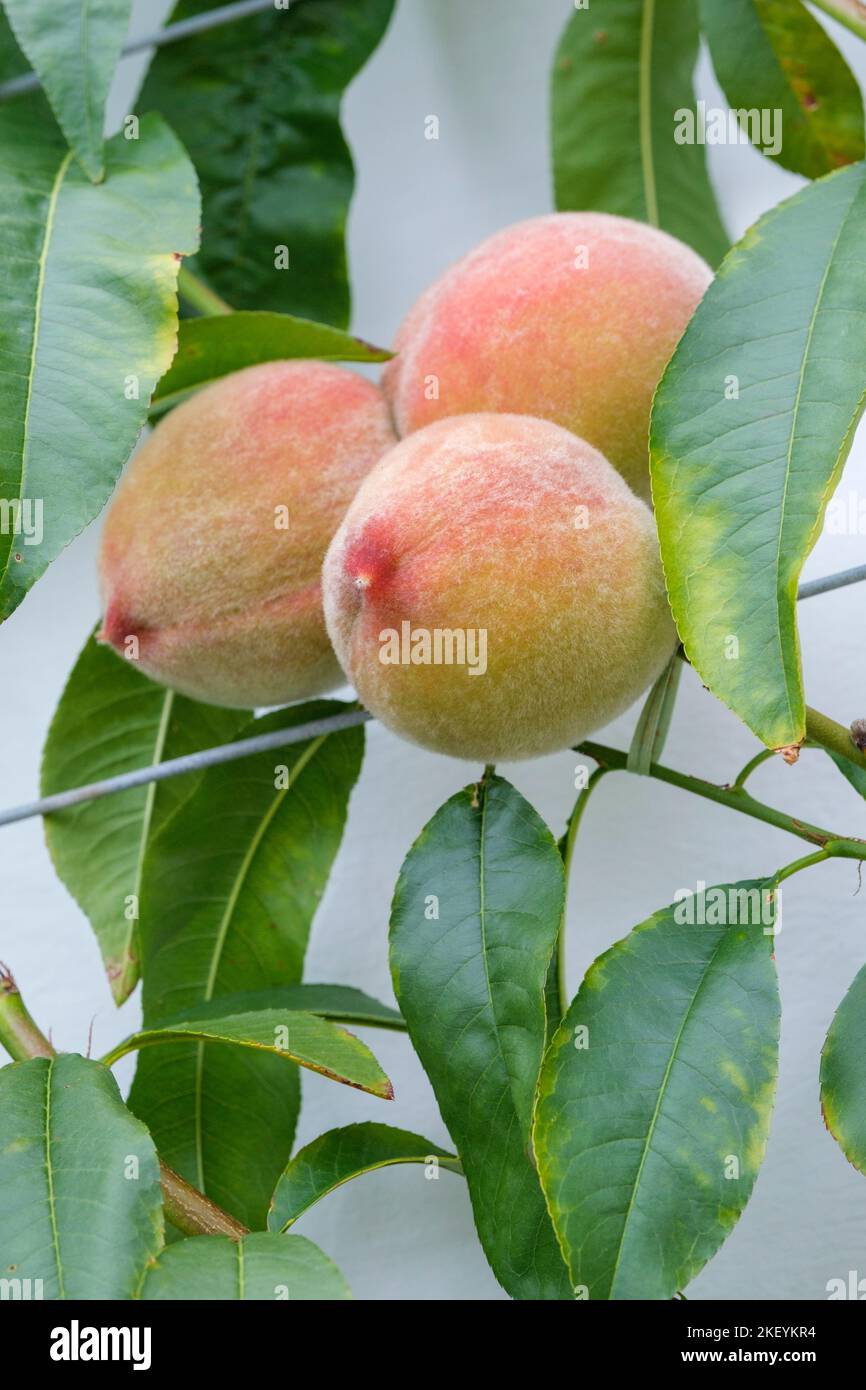 Prunus persica rochester hi-res stock photography and images - Alamy