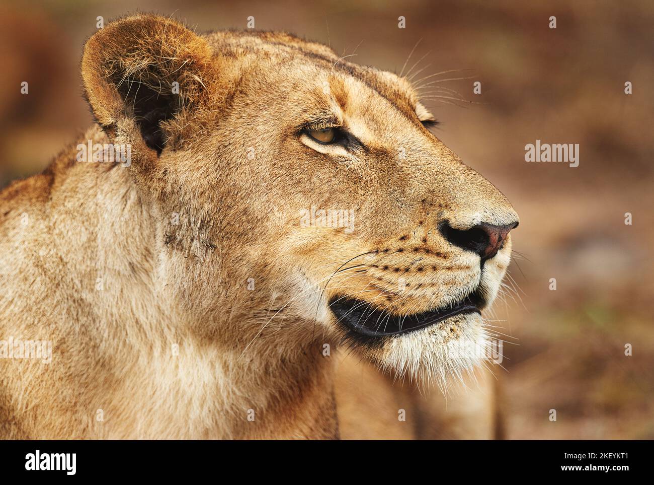 Feeling like queen of the jungle. a lioness on the plains of Africa ...