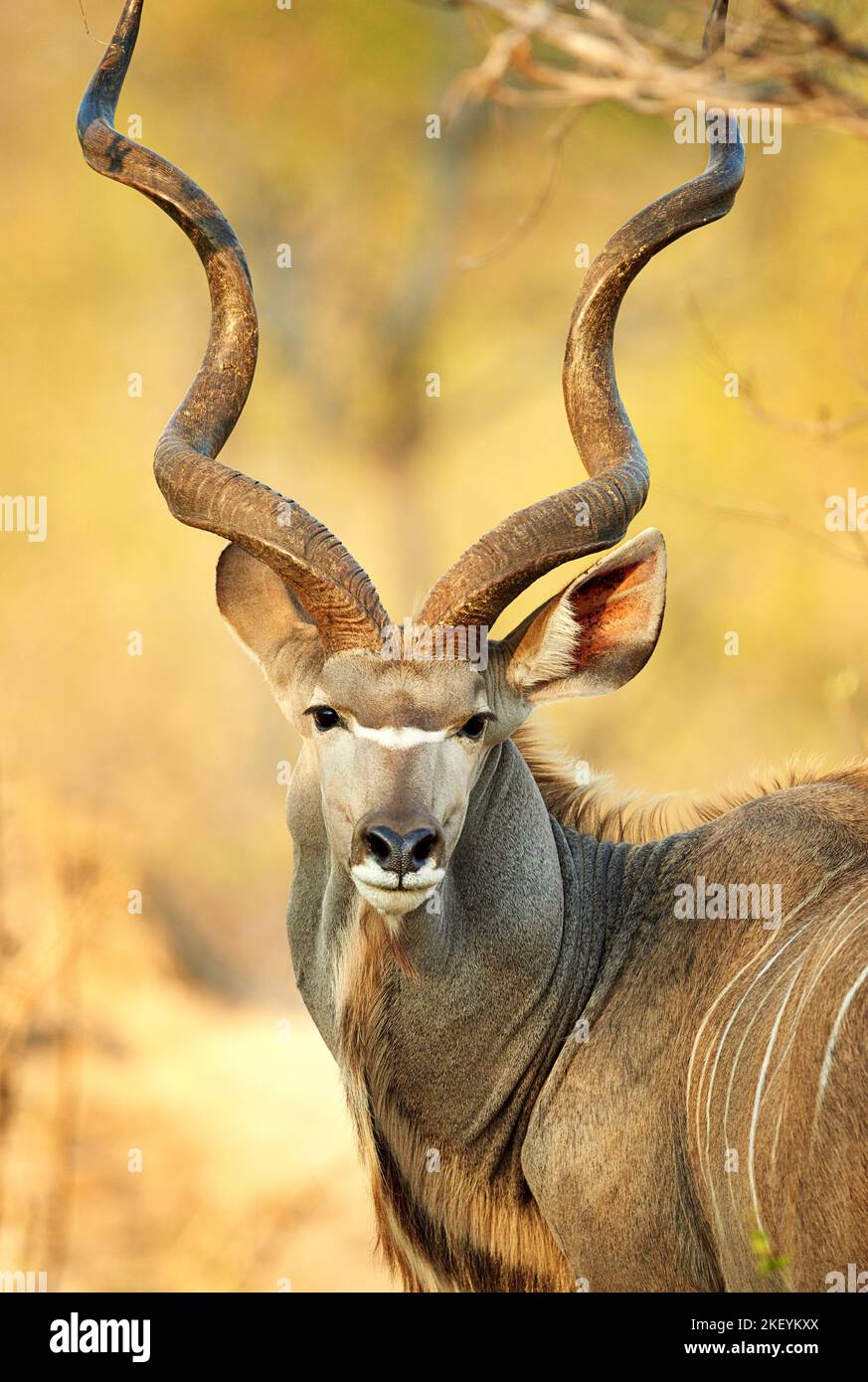 Born to be wild. a male kudu on the plains of Africa Stock Photo - Alamy