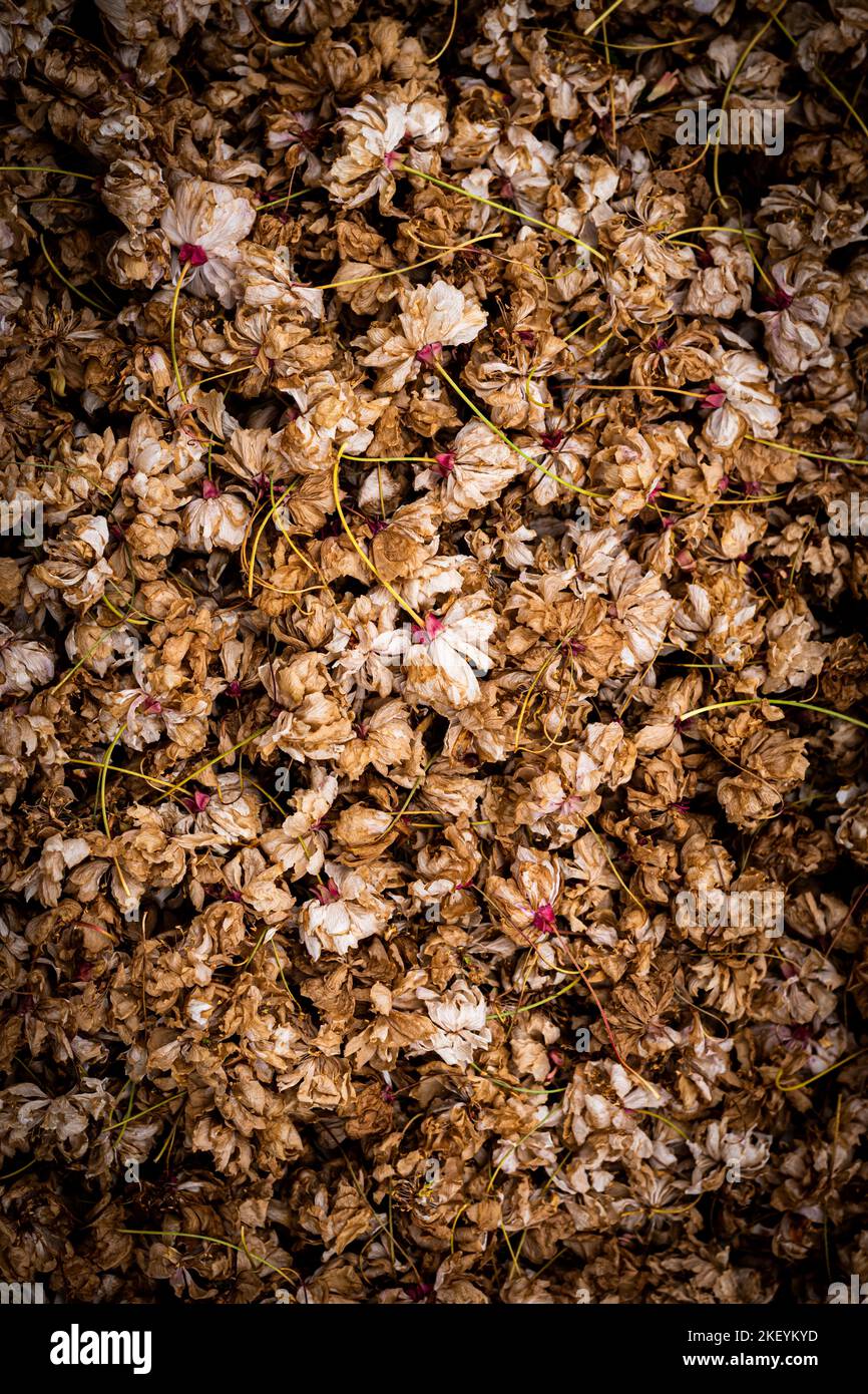 Dried dead flowers texture background. Faded cherry blossoms. Life and ...
