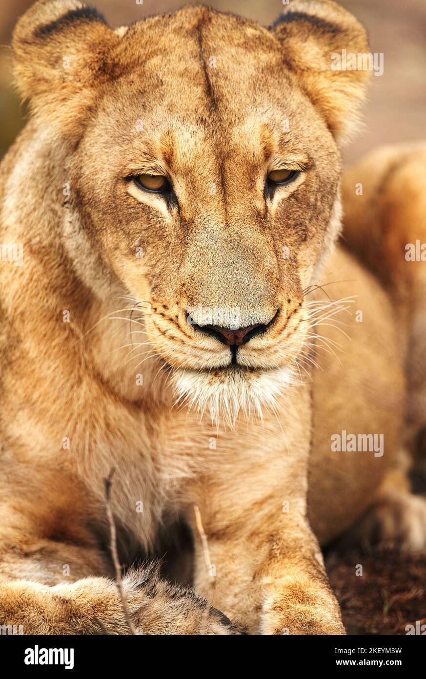 Shes part of a greater pride. a lioness on the plains of Africa Stock ...