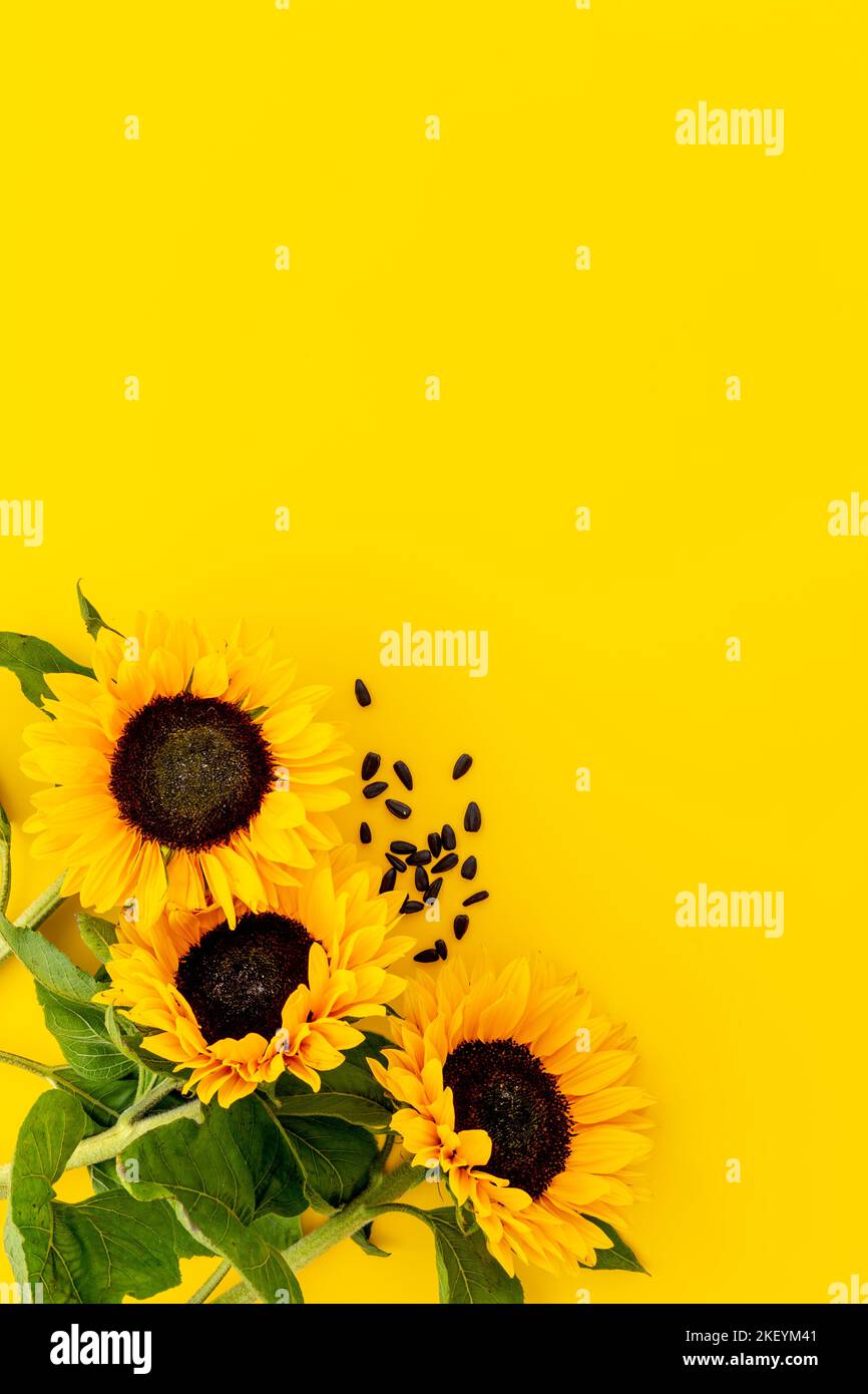 Blooming yellow sunflowers with sunflower seeds. Summer or autumn ...