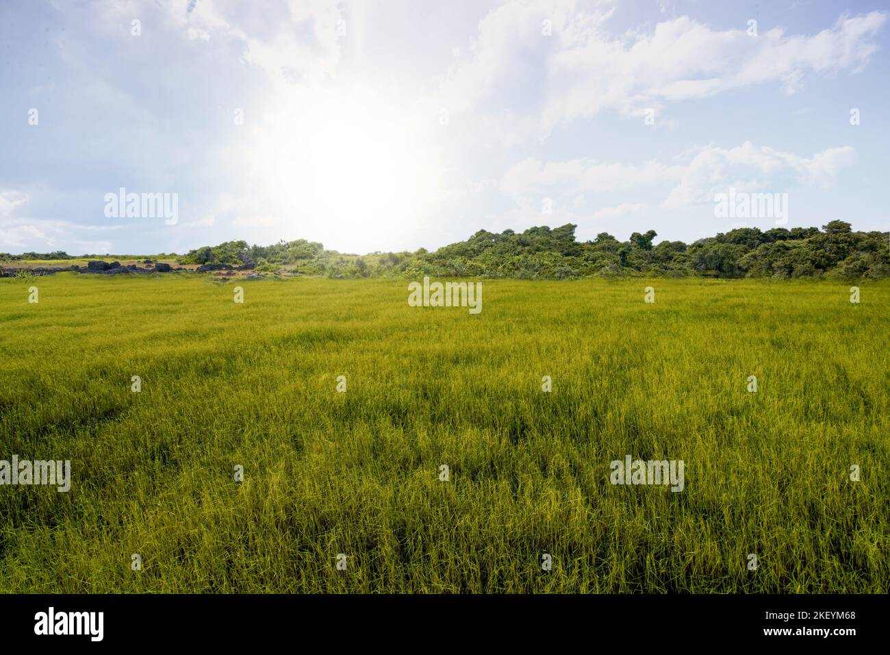 Meadow field with a blue sky background Stock Photo - Alamy