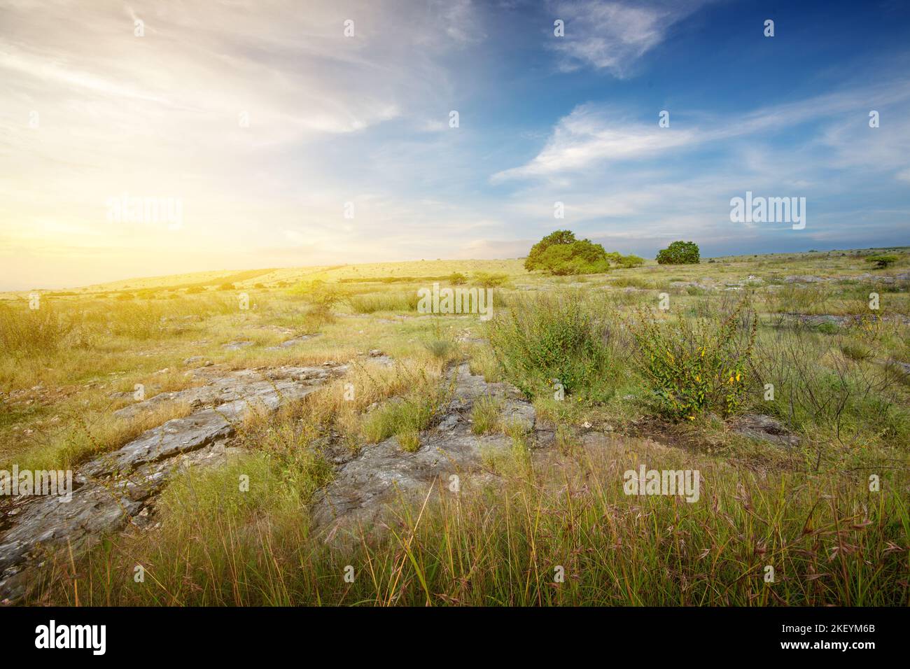 Meadow field with a blue sky background Stock Photo - Alamy