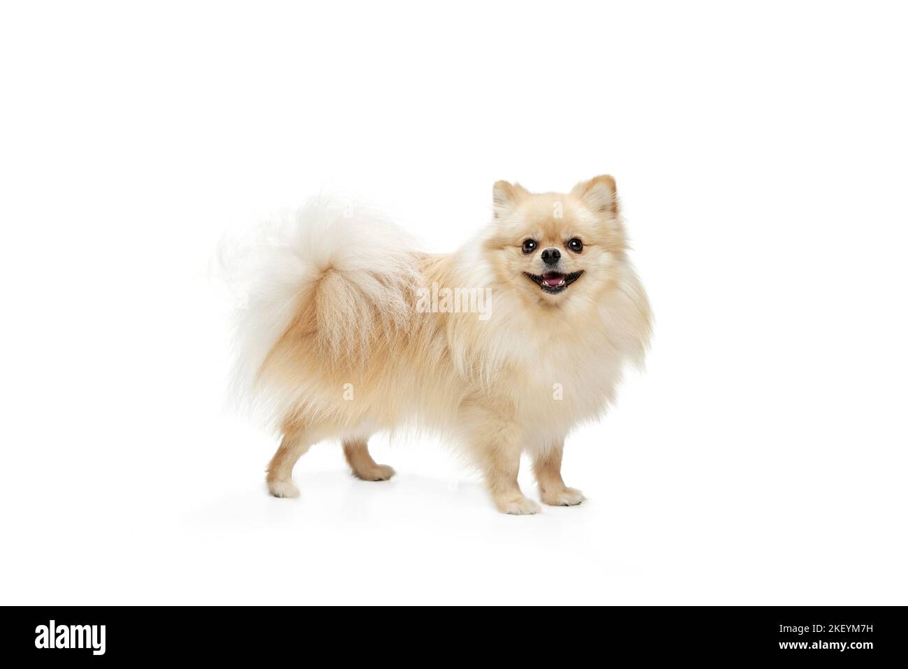 Cute small sand color pomeranian Spitz, doggy or pet posing isolated ...