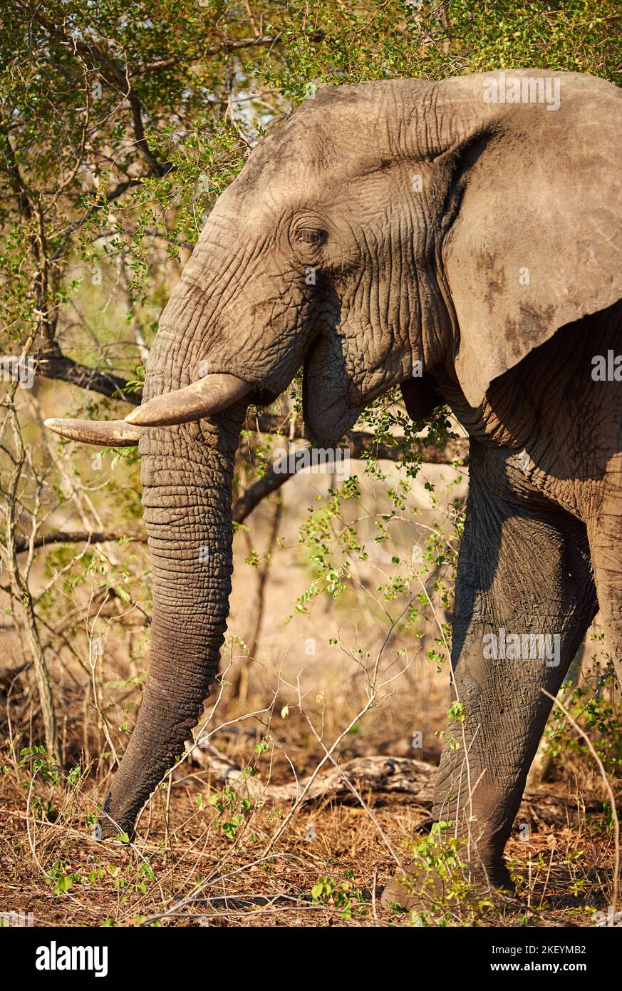 Elephant habitat hi-res stock photography and images - Alamy