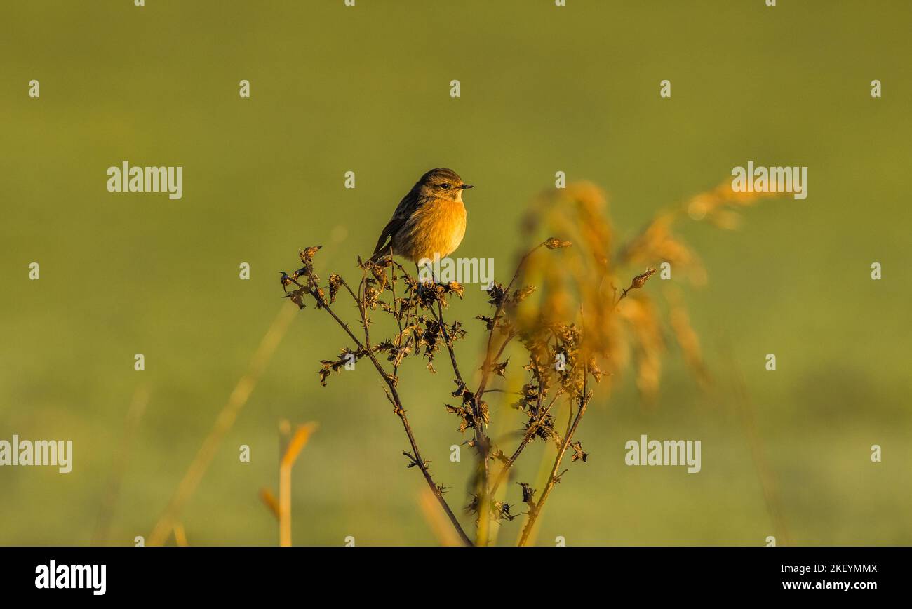Gavin rowley bird photography hi-res stock photography and images - Alamy