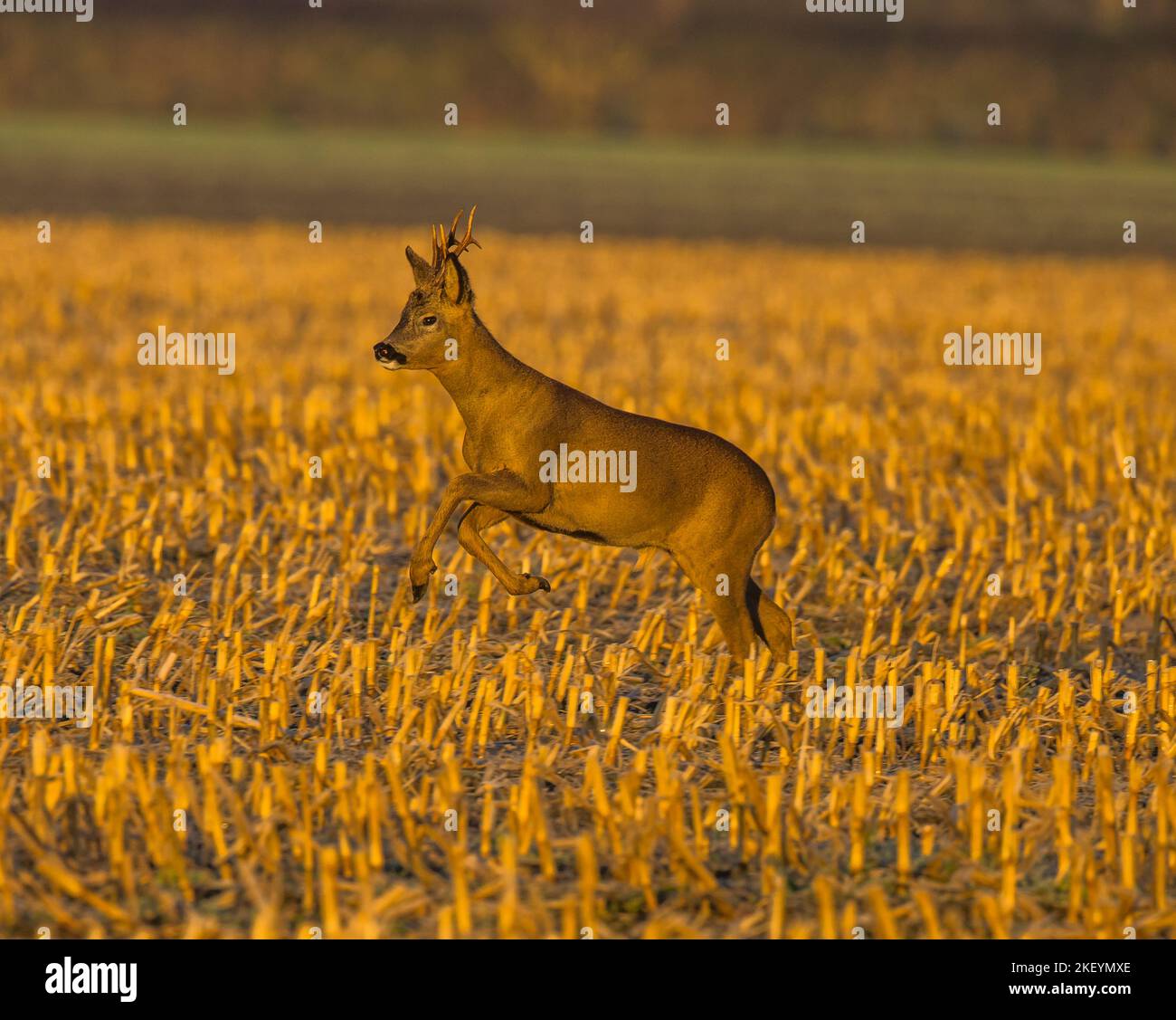 With captured roe deer hi-res stock photography and images - Alamy