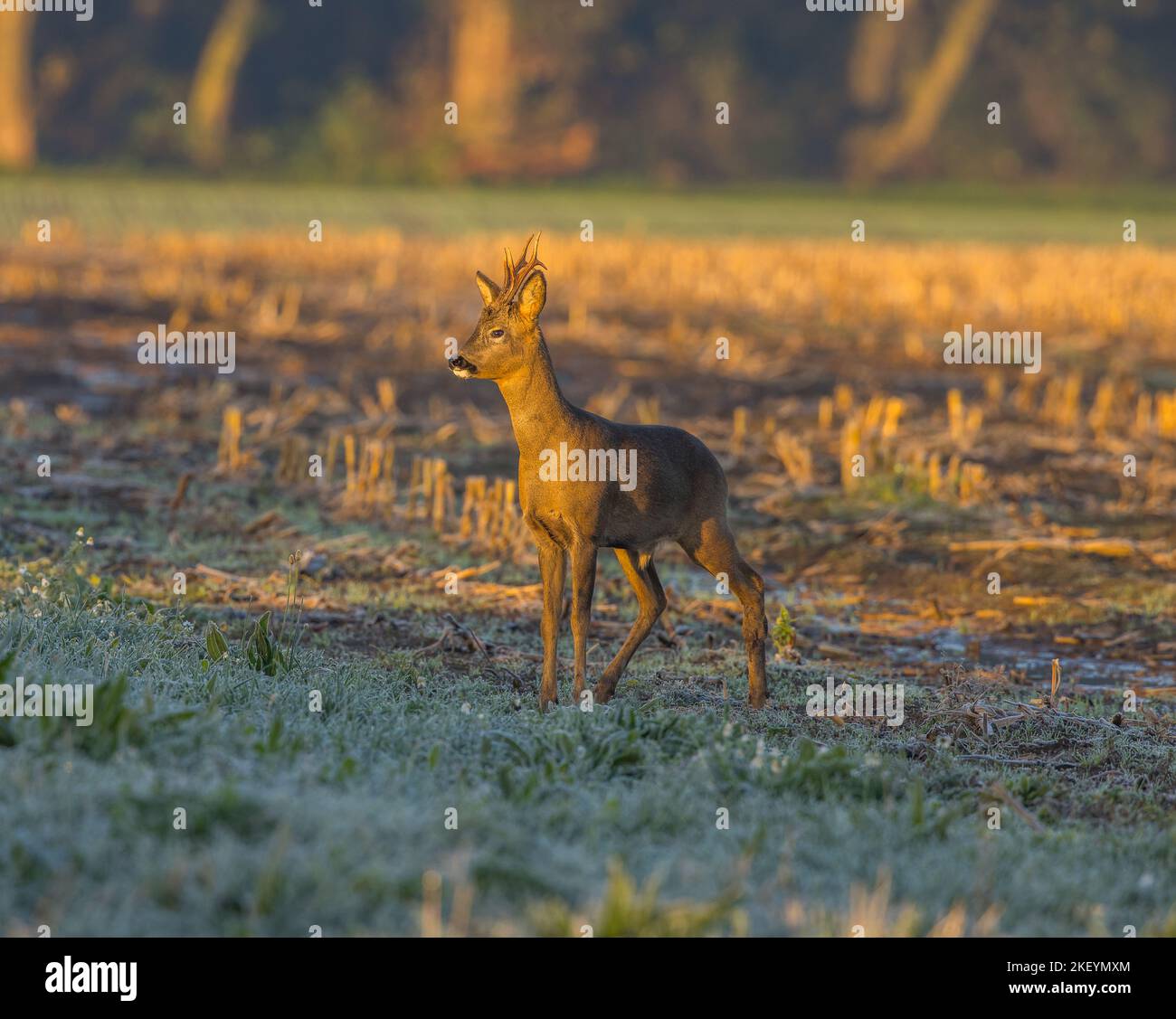 Gavin rowley bird photography hi-res stock photography and images - Alamy