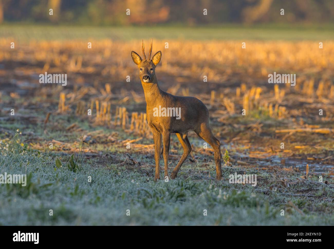 With captured roe deer hi-res stock photography and images - Alamy
